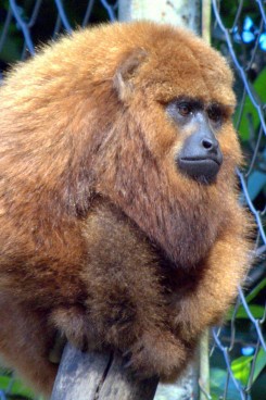 Bugio-ruivo é o Bicho do Mês no Parque Zoológico - Portal do Estado do ...